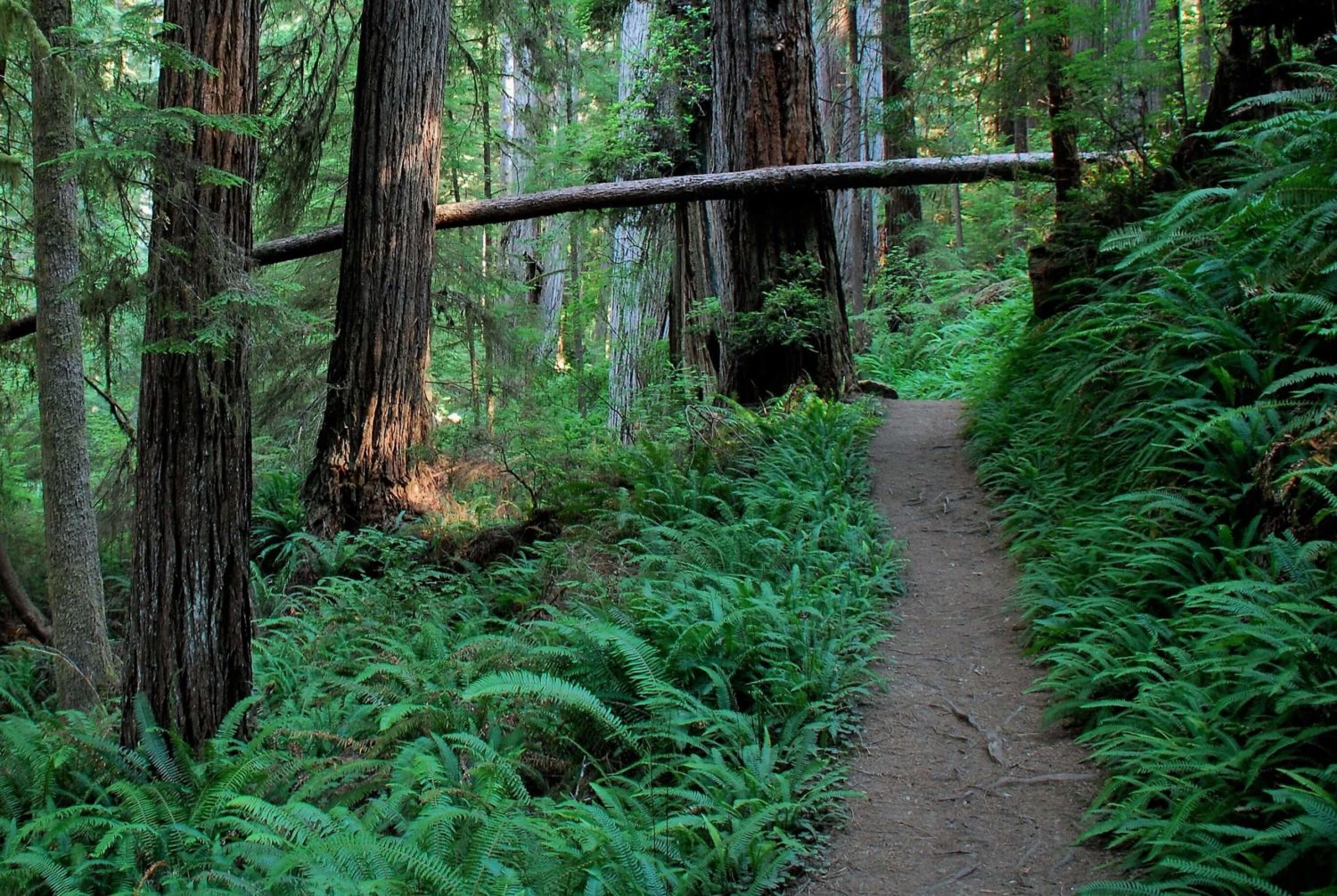 112 Earth Day Games and Activity Ideas for Kids - Kid Activities