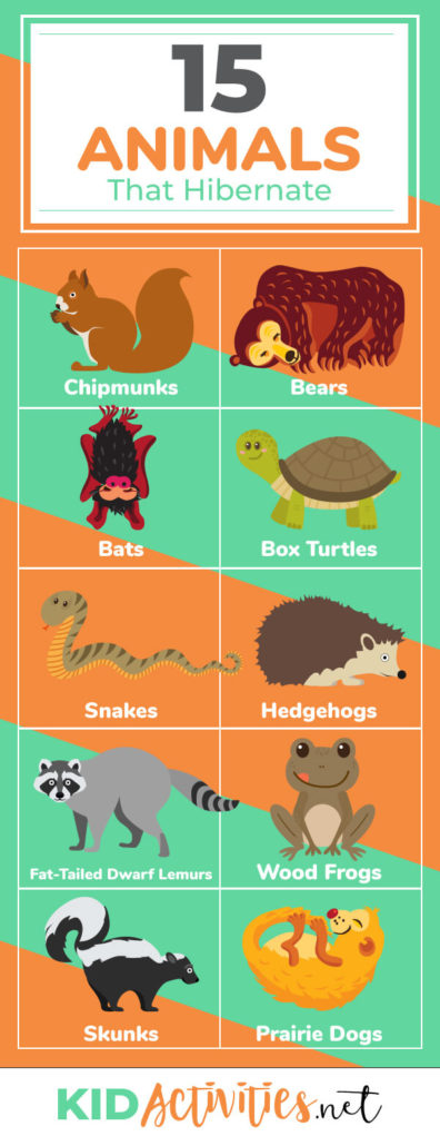 15 Animals that Hibernate During the Winter | Kid Activities