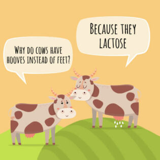 45 Cow Jokes for Kids that Adults Will Love Too