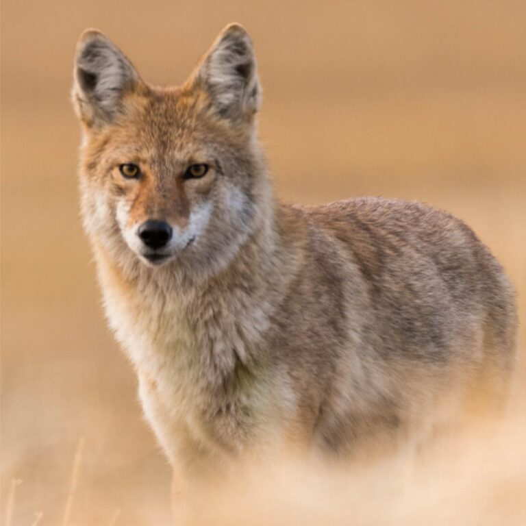 26 Animals That Live in the Desert