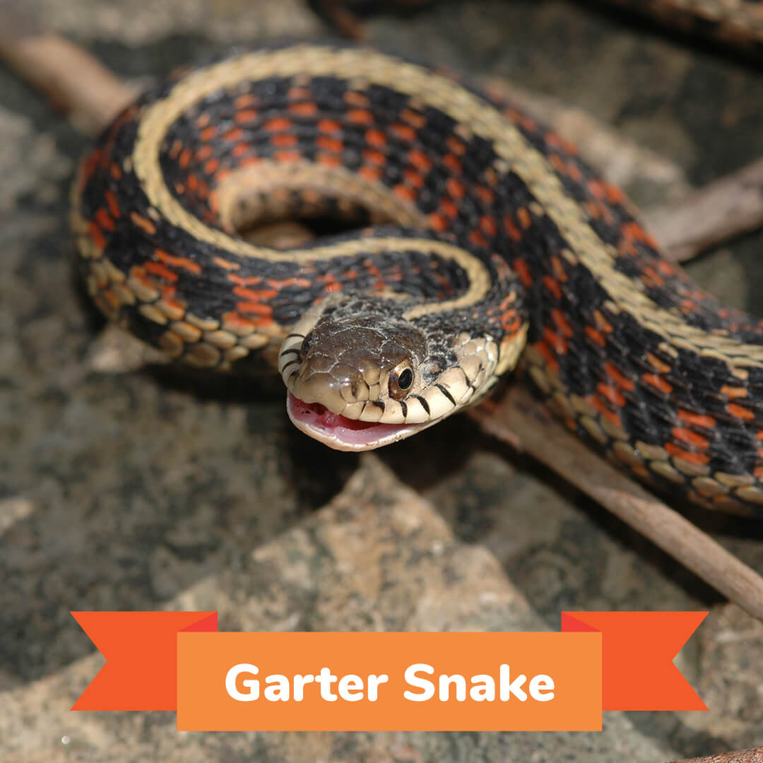 15 Animals that Hibernate During the Winter | Kid Activities