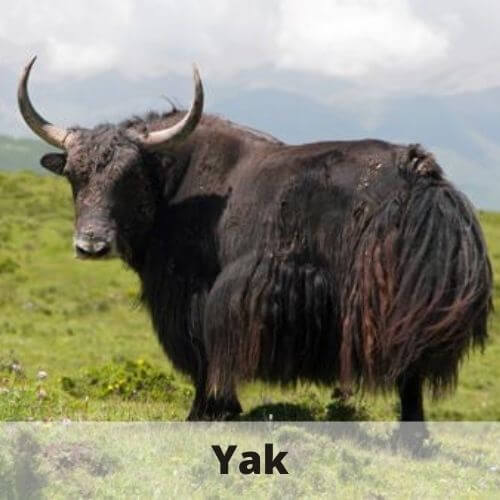 Animals That Start With Y. 20 Animal Names That Start With Y Animals That Start With Y. 20 Animal Names That Start With Y
