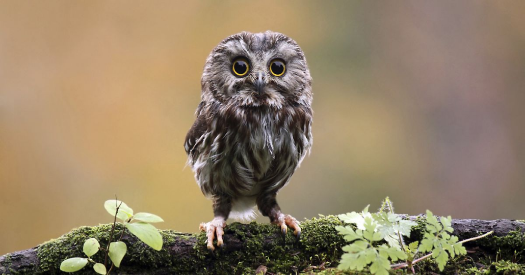 103 Onomatopoeia Examples Using Real Life Sentences