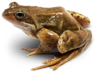 103 Onomatopoeia Examples Using Real Life Sentences